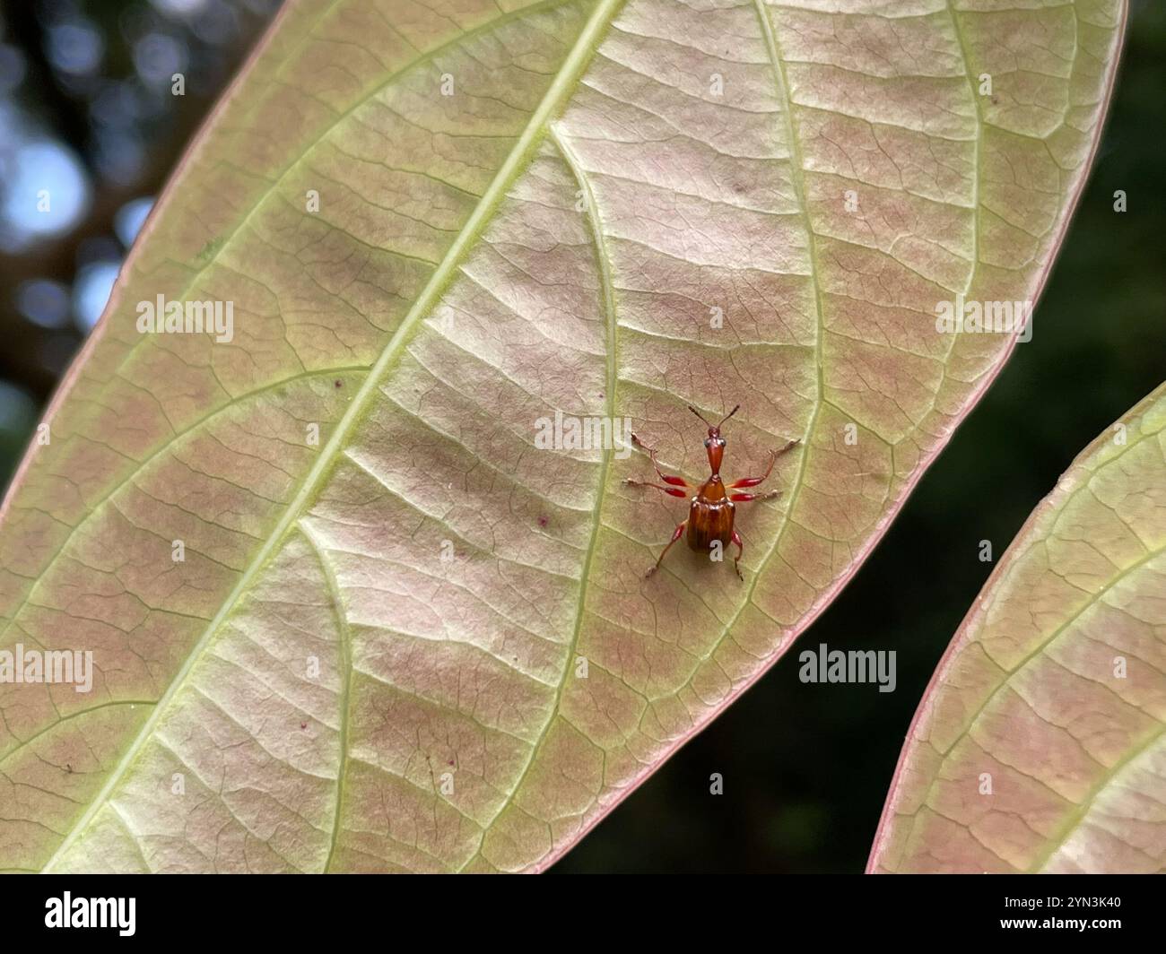 Blandus hi-res stock photography and images - Alamy