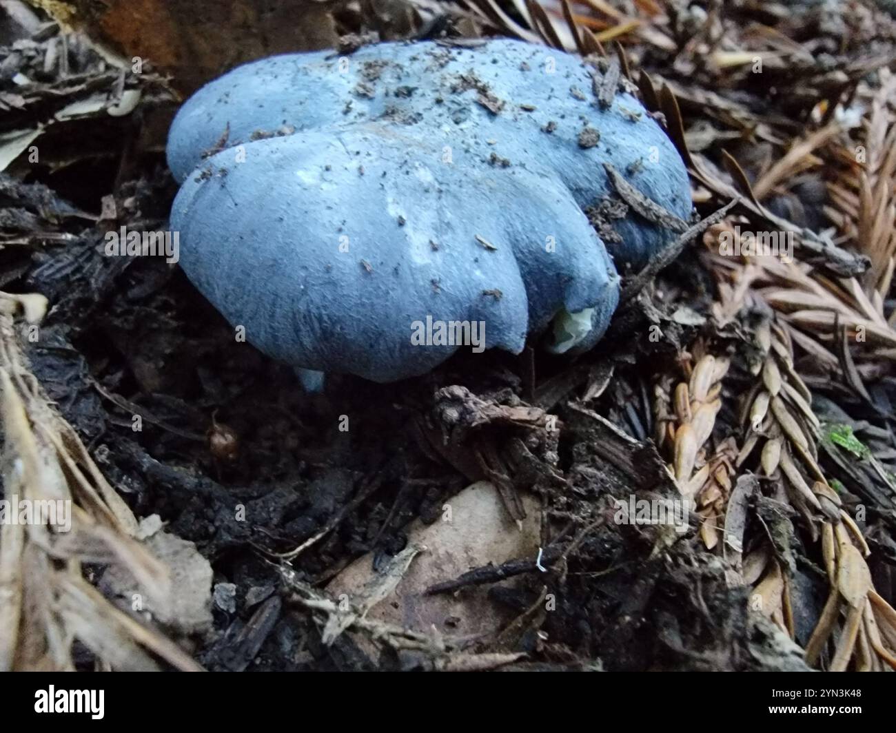 Midnight Entoloma (Entoloma medianox Stock Photo - Alamy