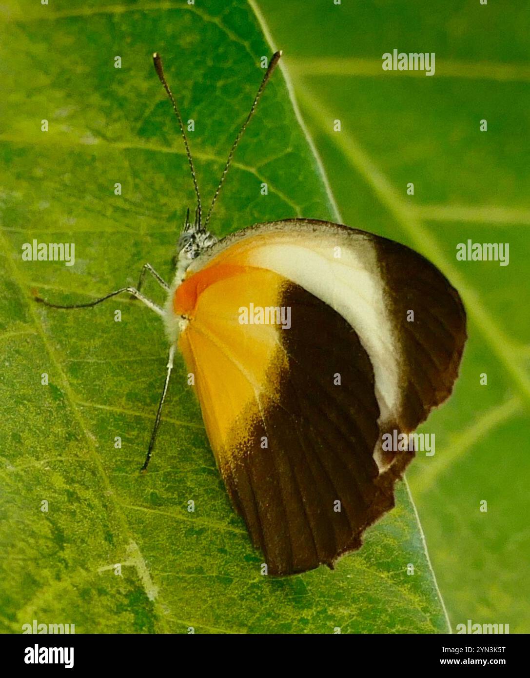 Western Dotted Border (Mylothris chloris Stock Photo - Alamy