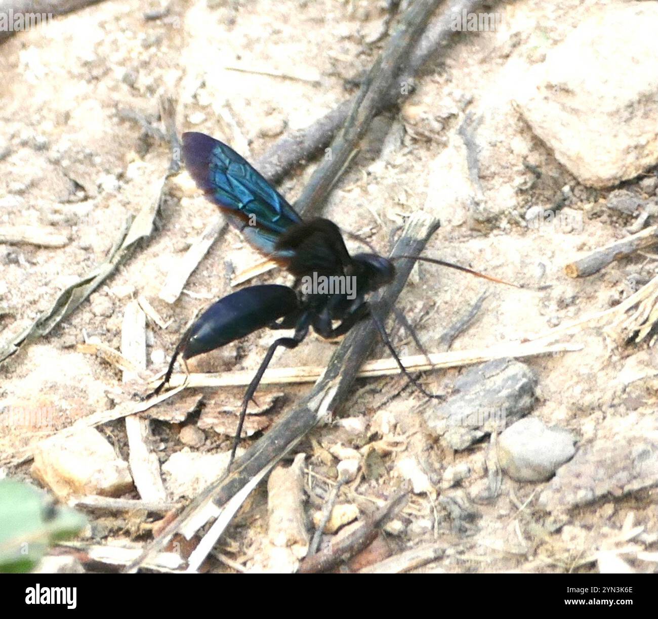 Spider Wasps (Pompilidae Stock Photo - Alamy