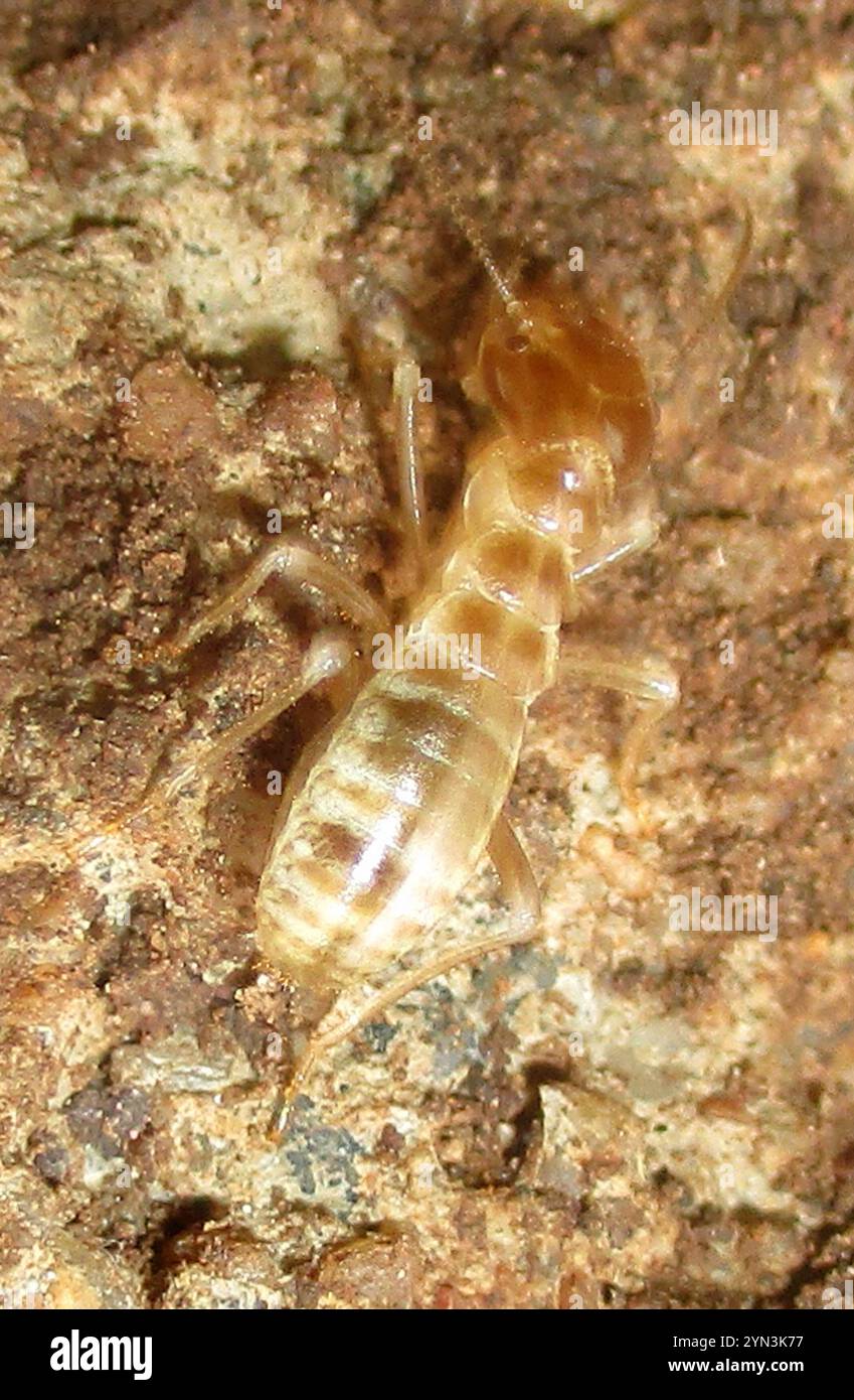 Northern Harvester Termite (Hodotermes mossambicus Stock Photo - Alamy