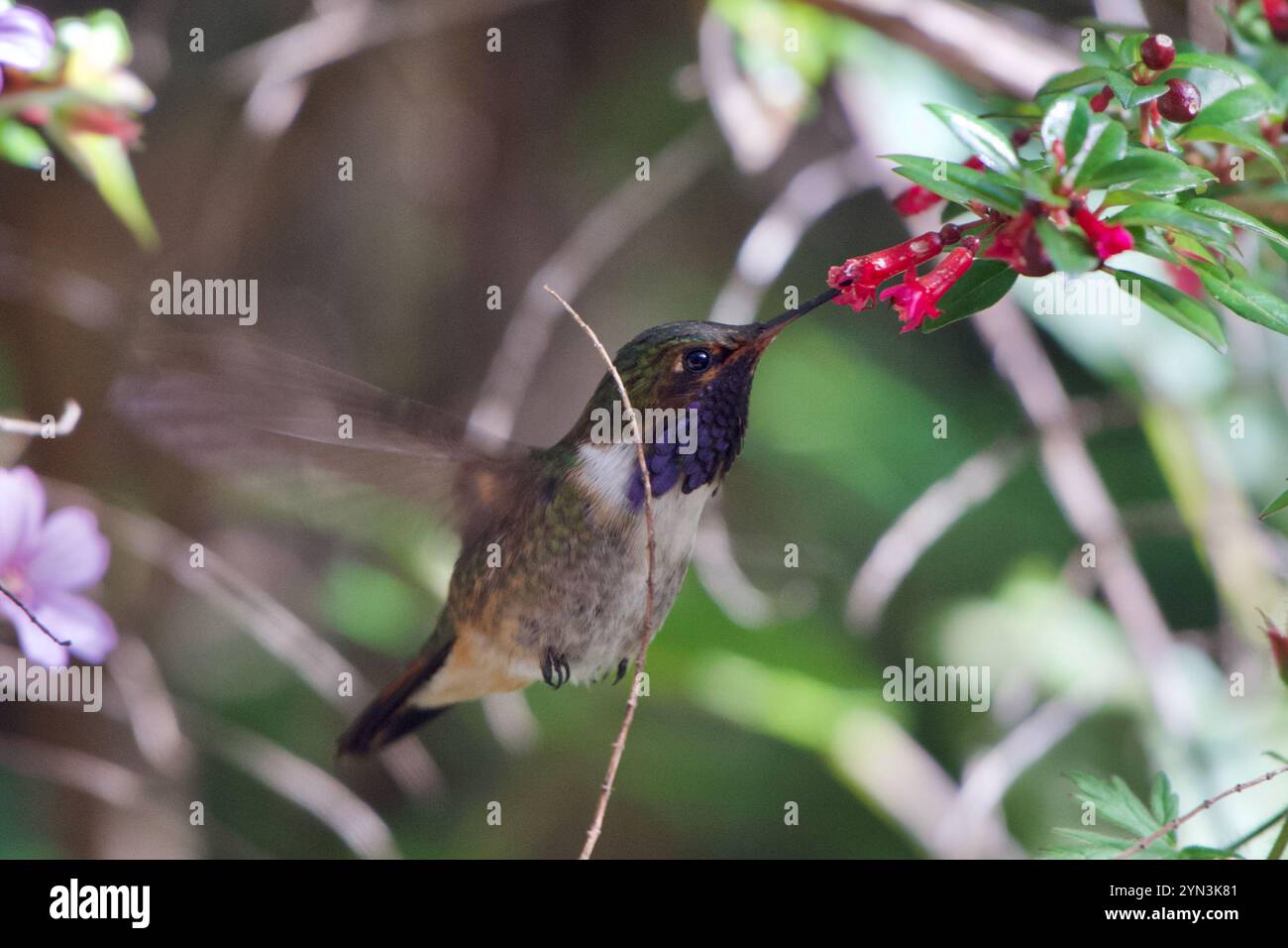 Volcano Hummingbird (Selasphorus flammula Stock Photo - Alamy
