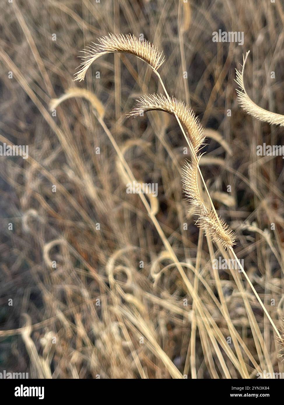 Blue Grama (Bouteloua gracilis Stock Photo - Alamy
