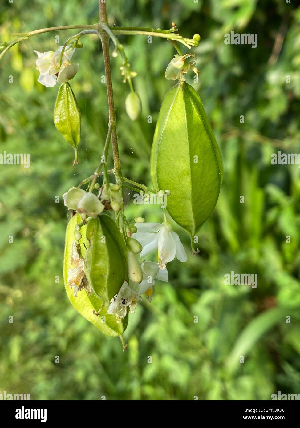 Balloon Vines and Heartseed (Cardiospermum Stock Photo - Alamy