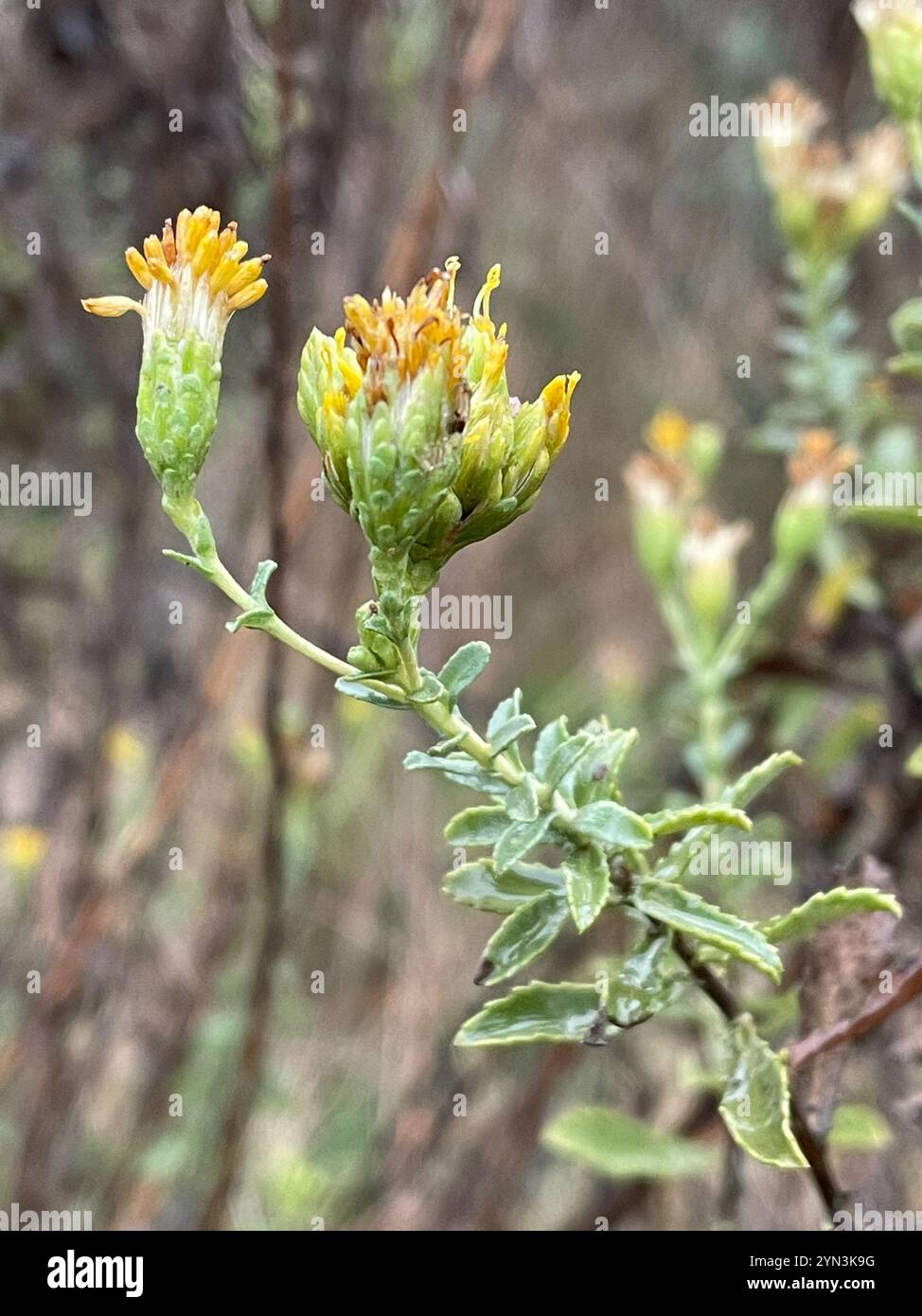 Coastal Goldenbush (Isocoma menziesii Stock Photo - Alamy