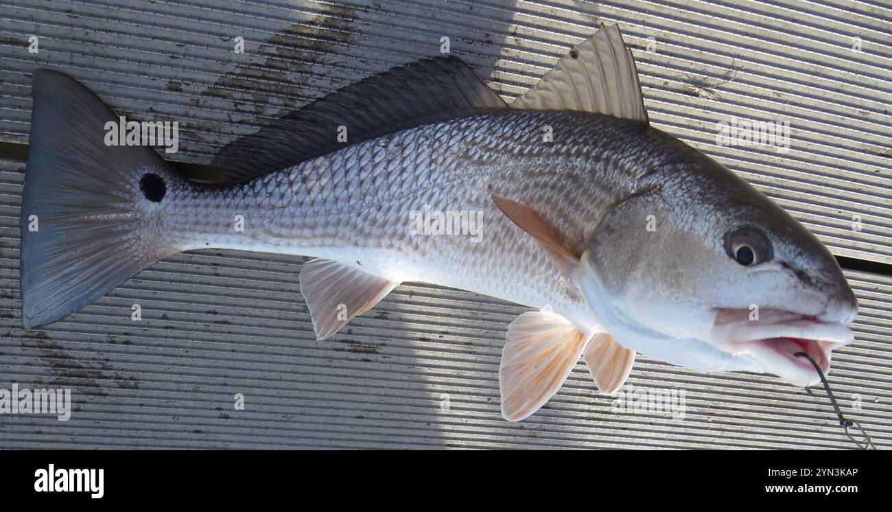 Red Drum (Sciaenops ocellatus Stock Photo - Alamy