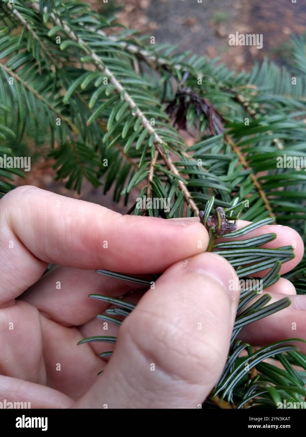 grand fir (Abies grandis Stock Photo - Alamy