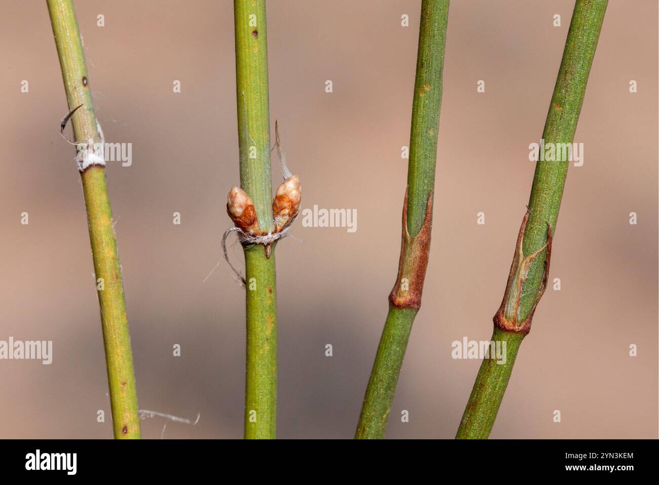 longleaf ephedra (Ephedra trifurca Stock Photo - Alamy