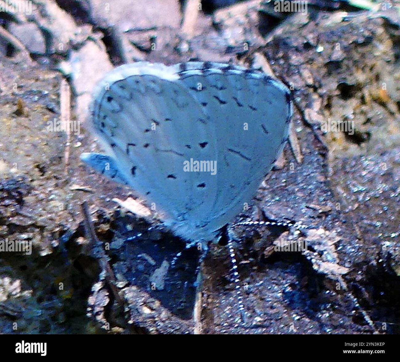 Northern Azure (Celastrina lucia Stock Photo - Alamy