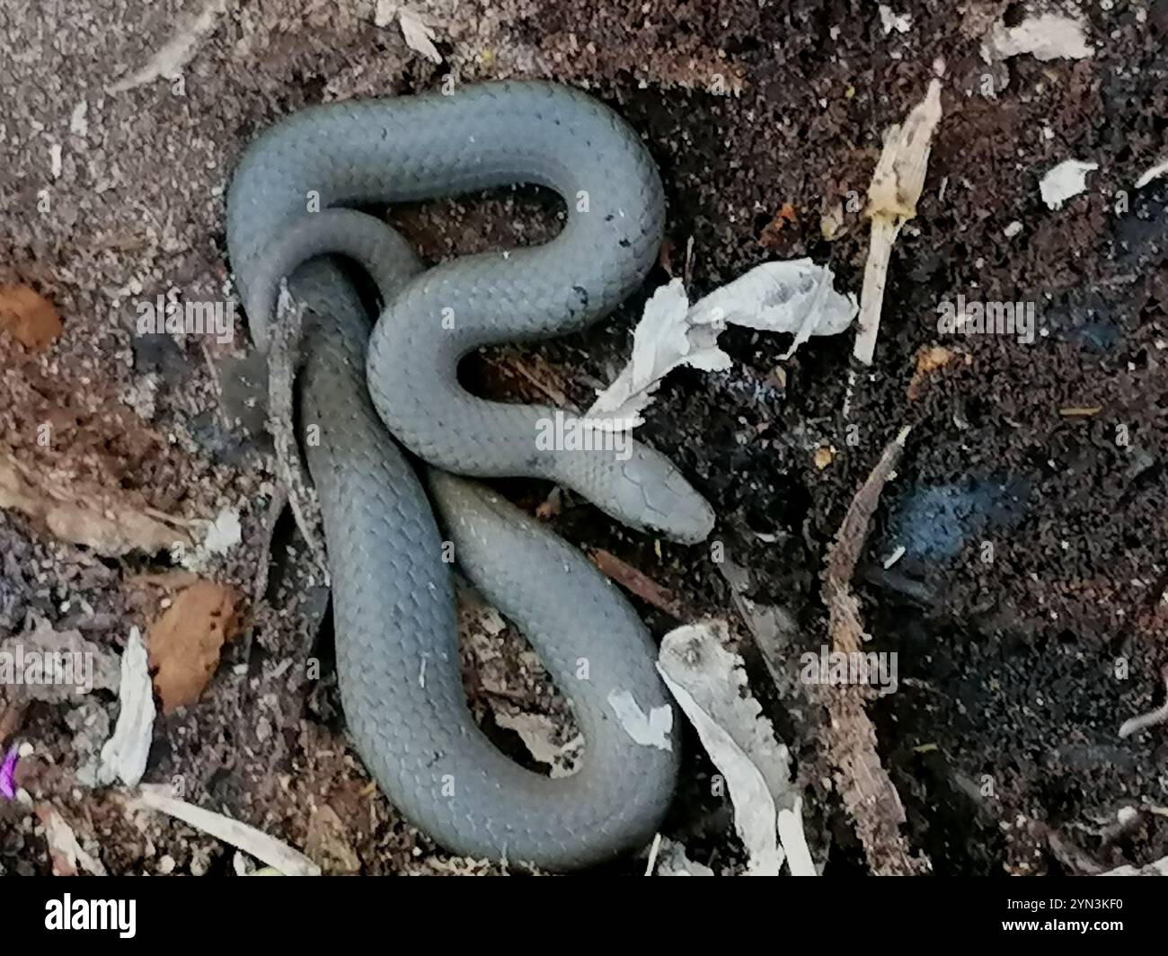 Common Slug-eater (Duberria lutrix Stock Photo - Alamy