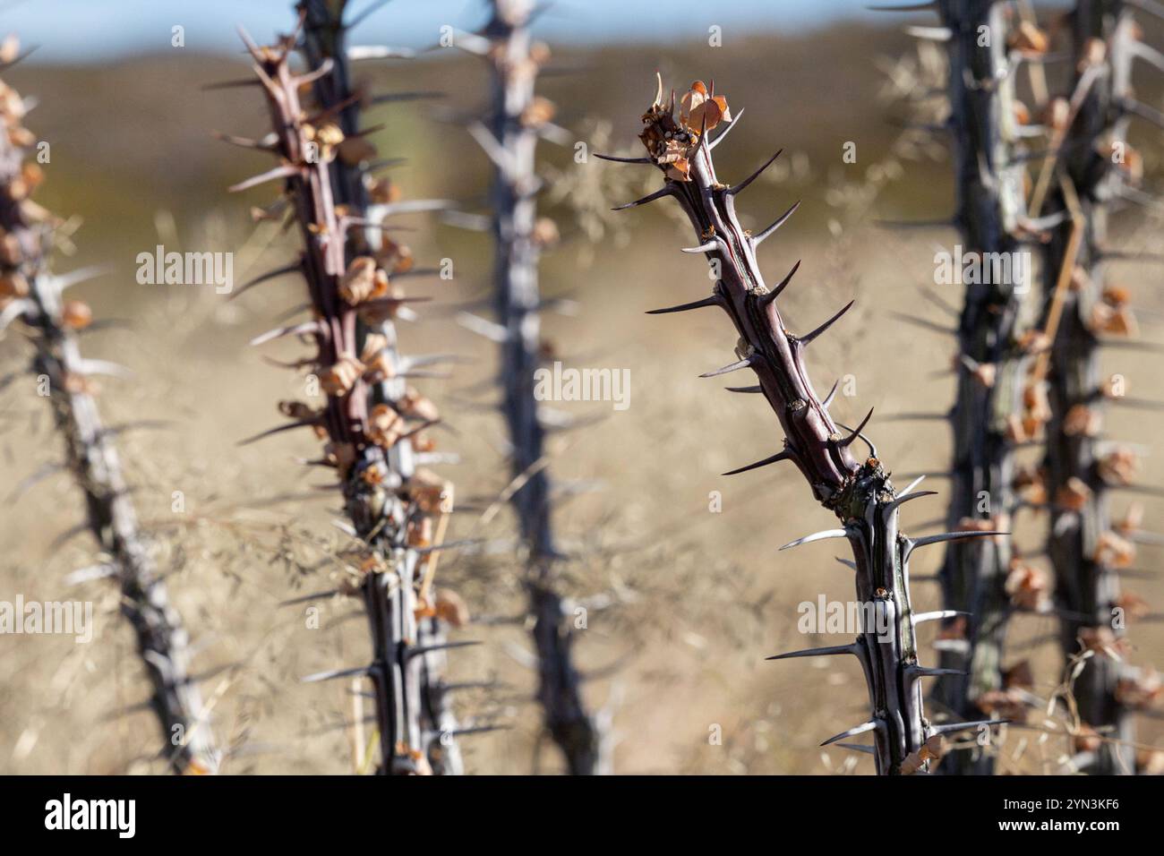 ocotillo (Fouquieria splendens Stock Photo - Alamy