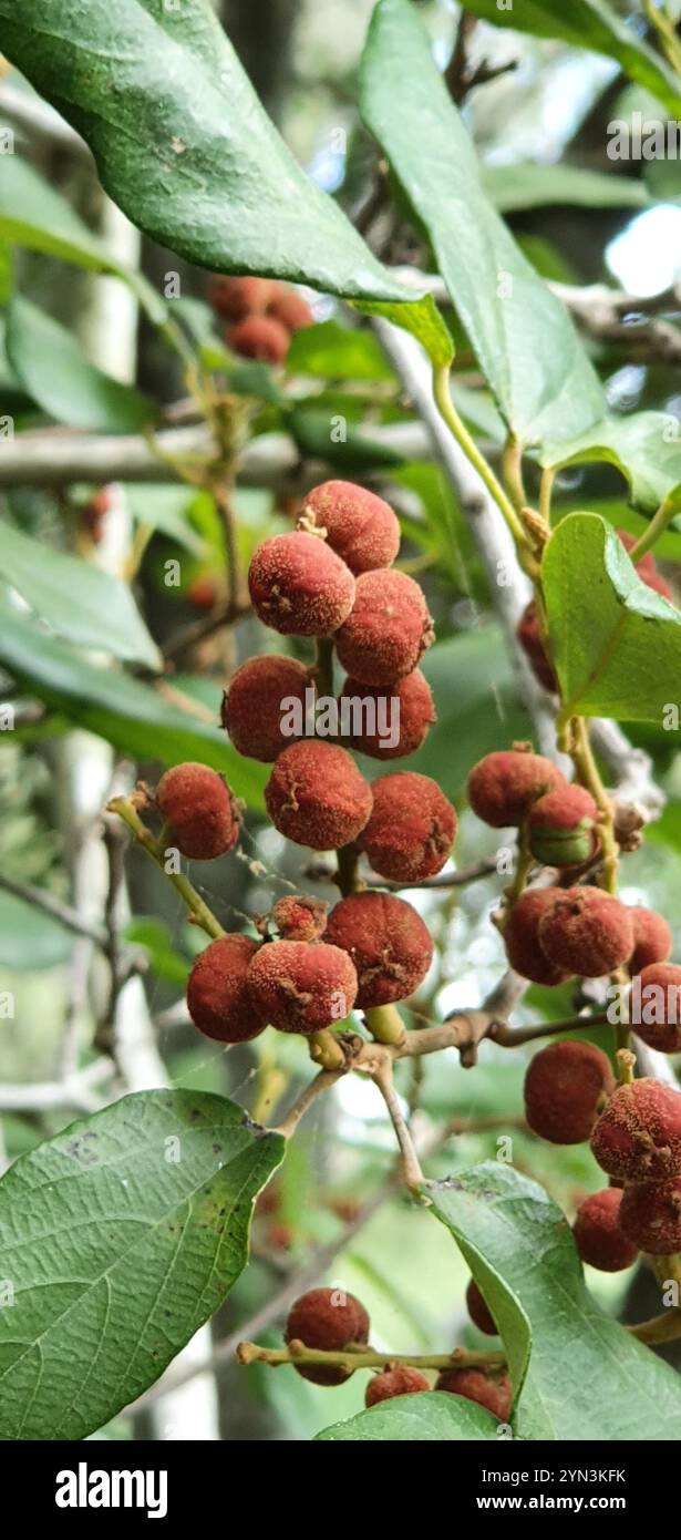 Kamala (Mallotus philippensis Stock Photo - Alamy