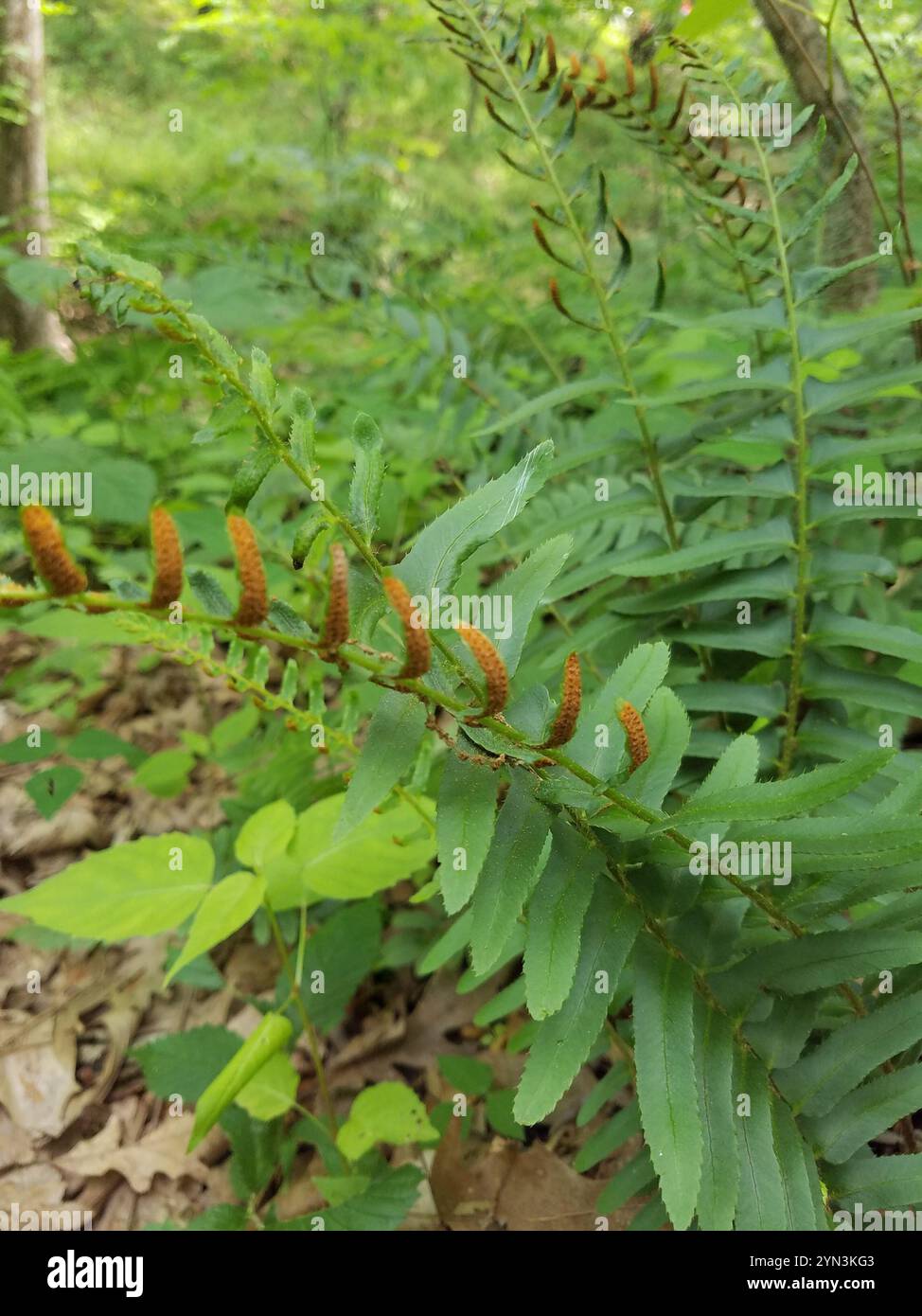 Christmas fern (Polystichum acrostichoides Stock Photo - Alamy
