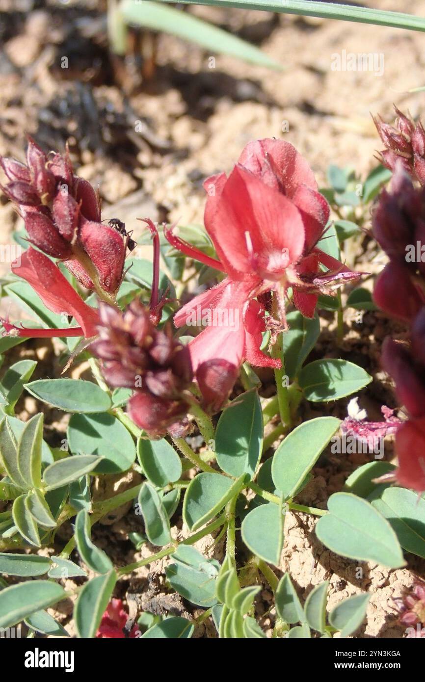 Bright Indigo (Indigofera sanguinea Stock Photo - Alamy