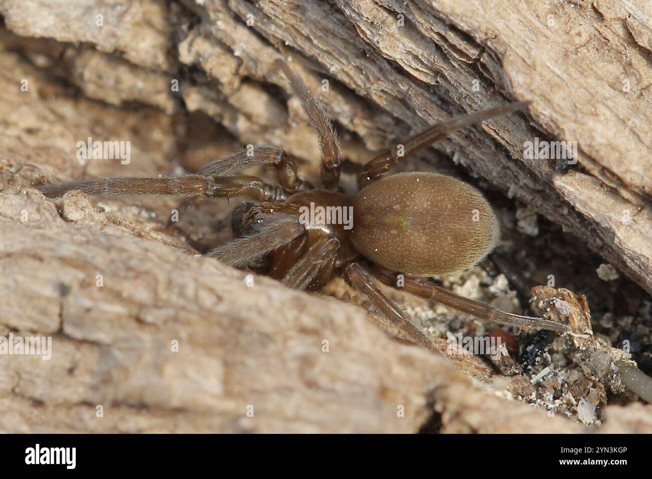 Rock Weavers (Titanoecidae Stock Photo - Alamy