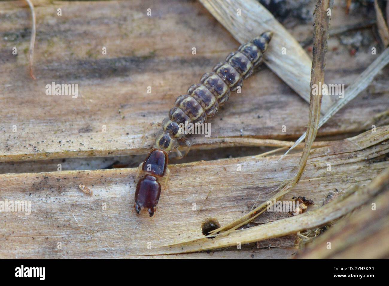 Raphidiid Snakeflies (Raphidiidae Stock Photo - Alamy