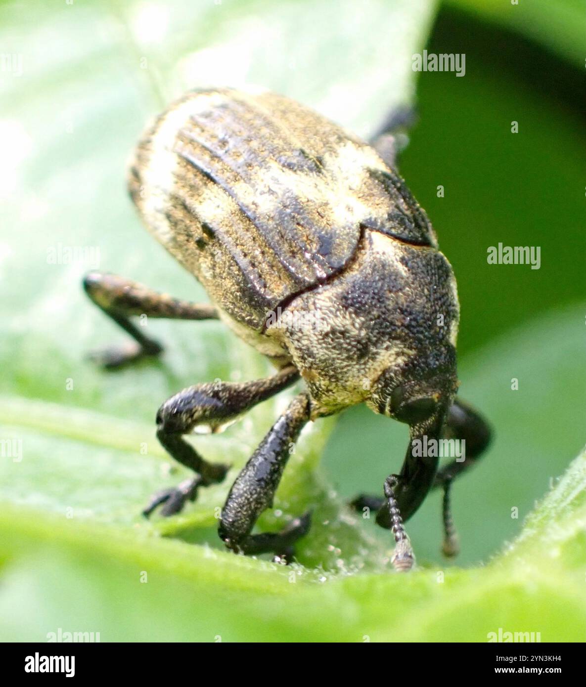 True Weevils (Curculionidae Stock Photo - Alamy