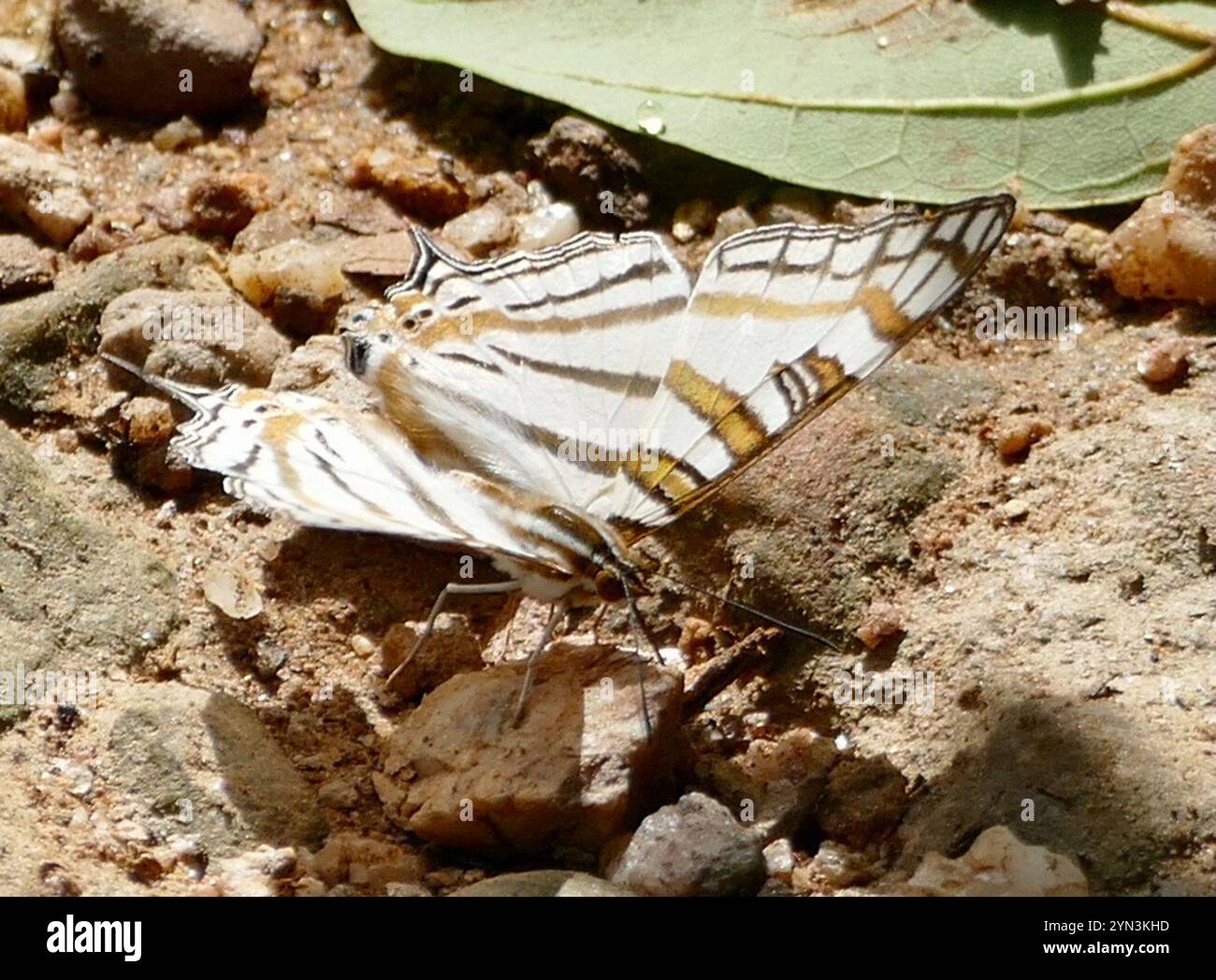 African map butterfly hi-res stock photography and images - Alamy
