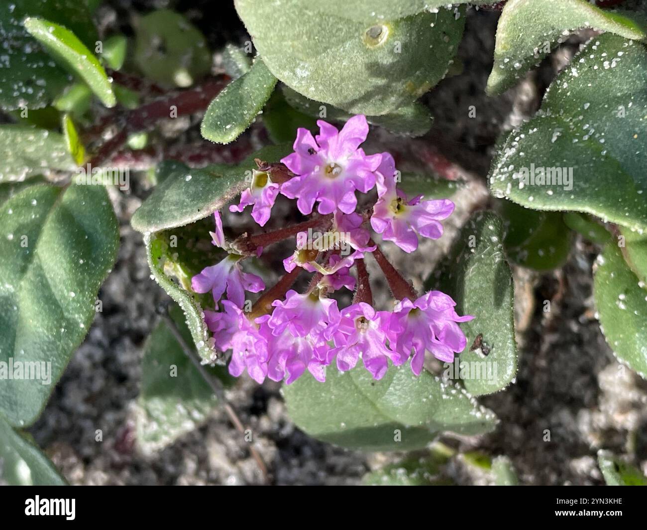 Pink Sand Verbena (Abronia umbellata Stock Photo - Alamy