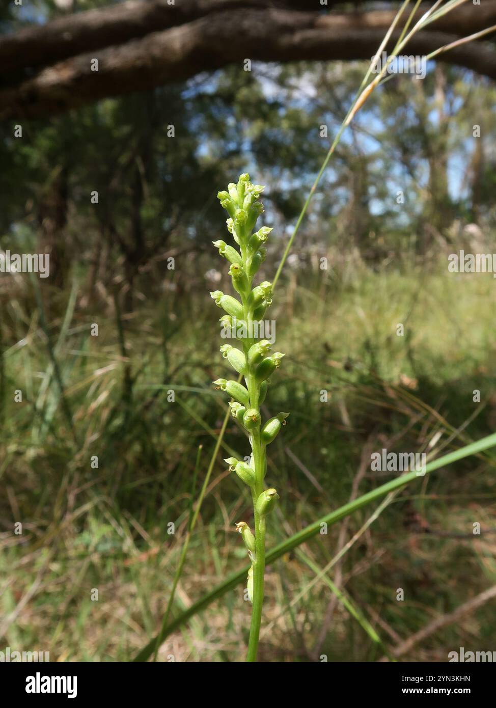 Onion Orchids (Microtis Stock Photo - Alamy