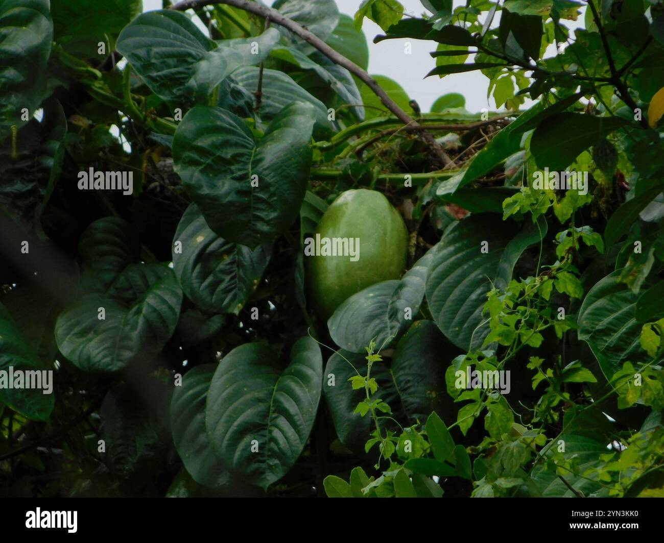 giant granadilla (Passiflora quadrangularis Stock Photo - Alamy