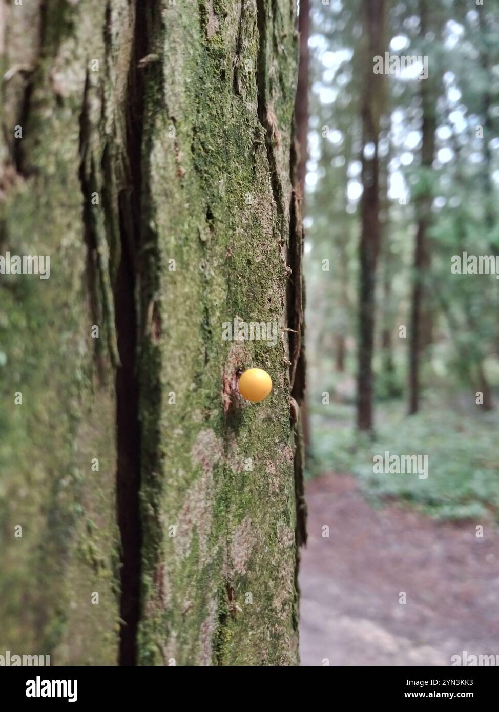 slime molds (Mycetozoa Stock Photo - Alamy