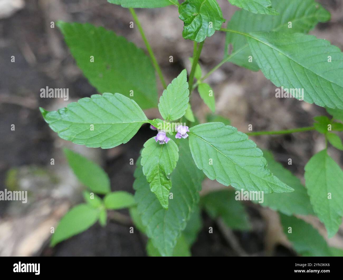 Common hemp-nettle (Galeopsis tetrahit Stock Photo - Alamy