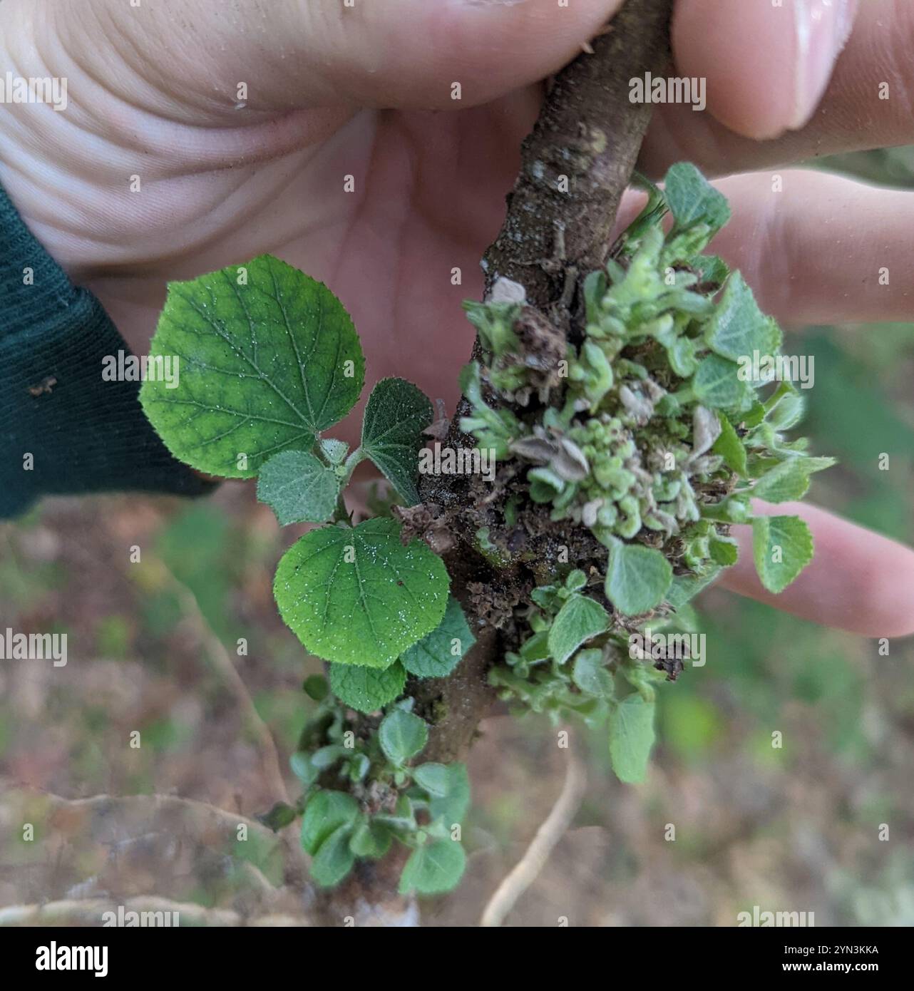 Caesar weed (Urena lobata Stock Photo - Alamy