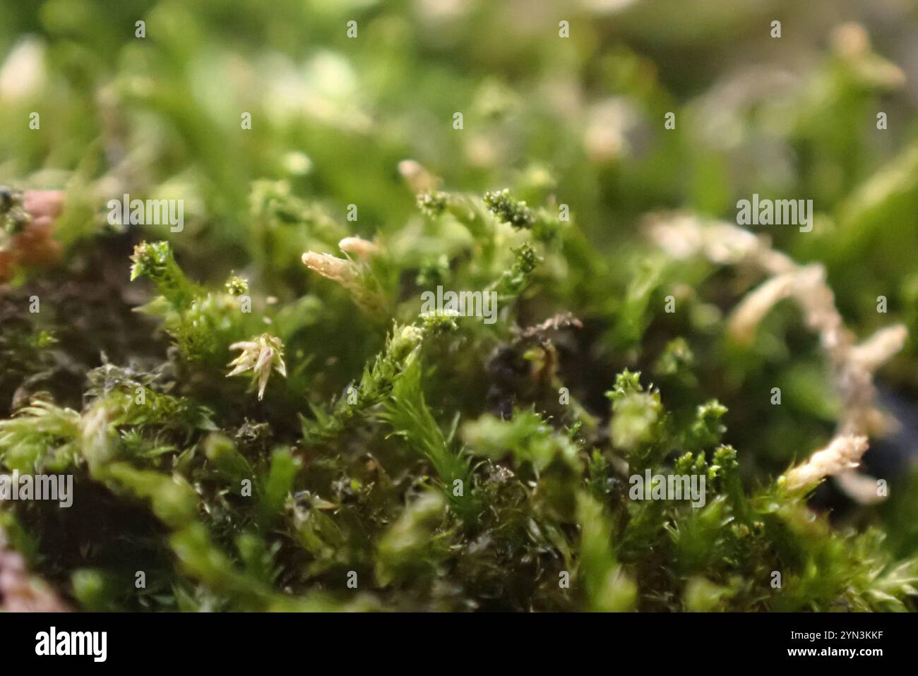 Flat-brocade Moss (Platygyrium repens Stock Photo - Alamy