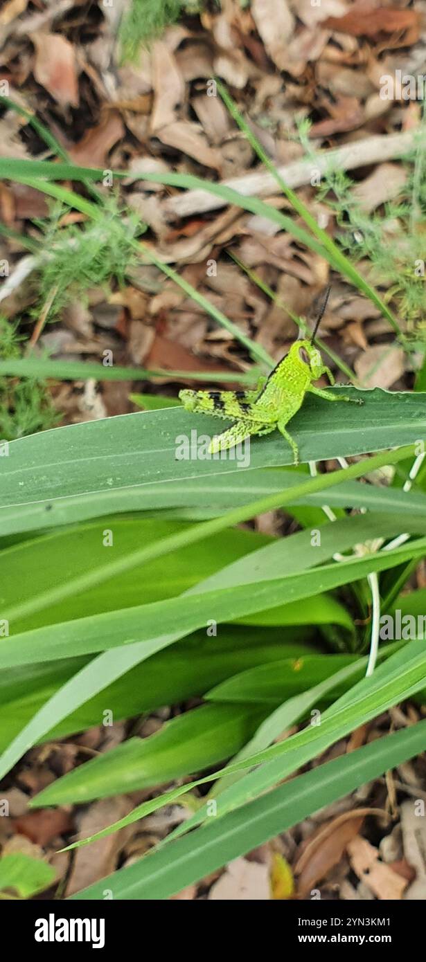 Giant Grasshopper (Valanga irregularis Stock Photo - Alamy