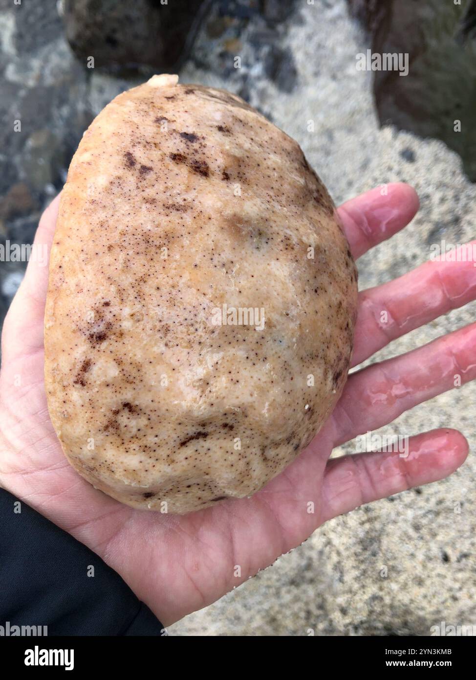 Gumboot Chiton (Cryptochiton stelleri Stock Photo - Alamy