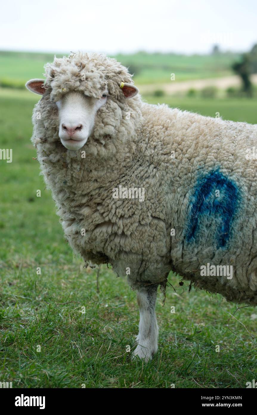 Sheep, head on, half body, England, UK Stock Photo - Alamy