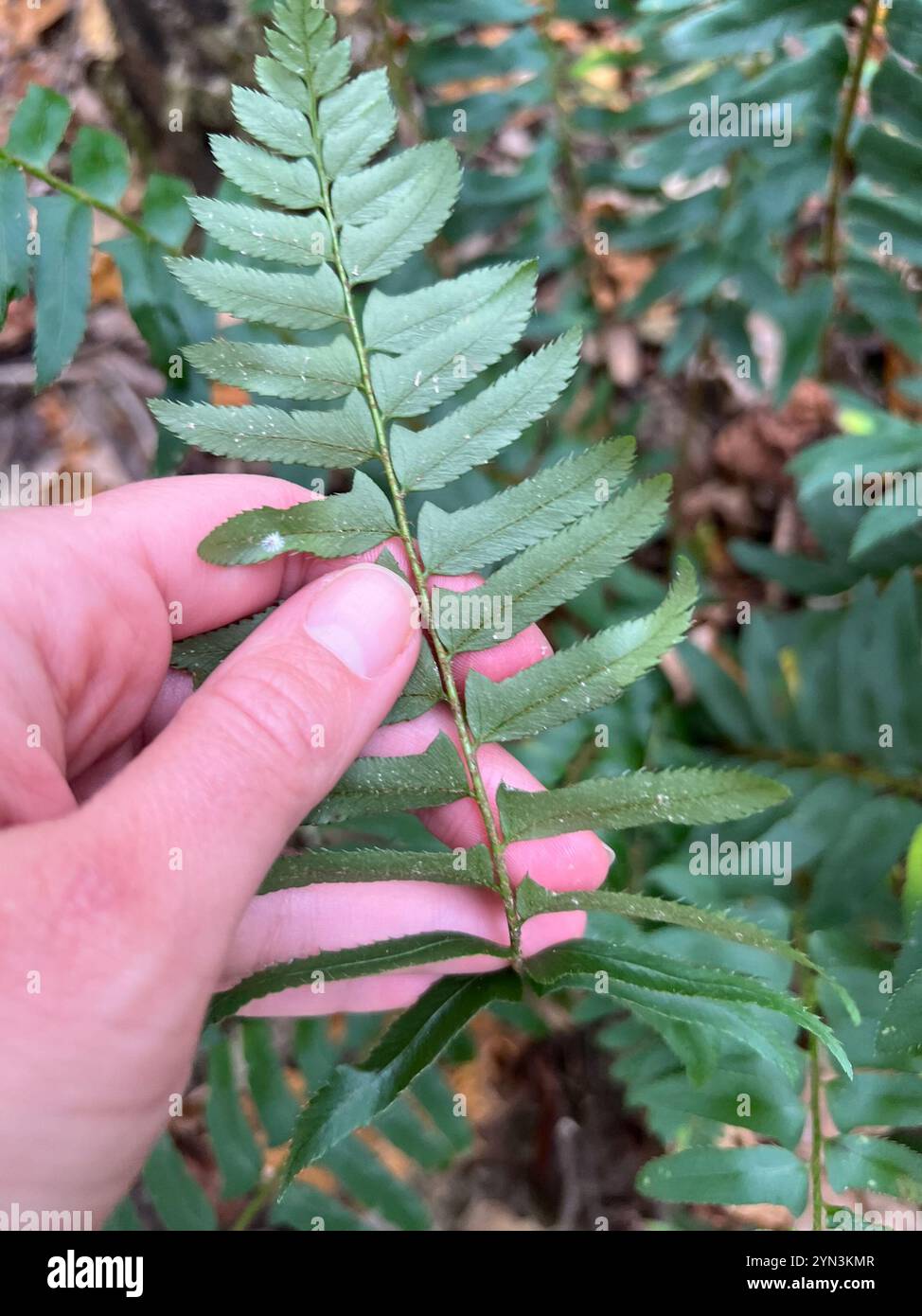 Christmas fern (Polystichum acrostichoides Stock Photo - Alamy