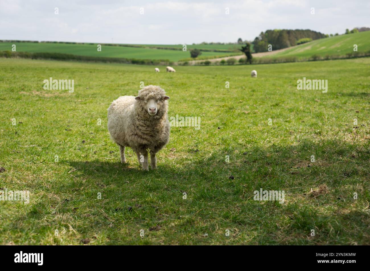 Sheep in field, full body, facing forward, countryside background ...