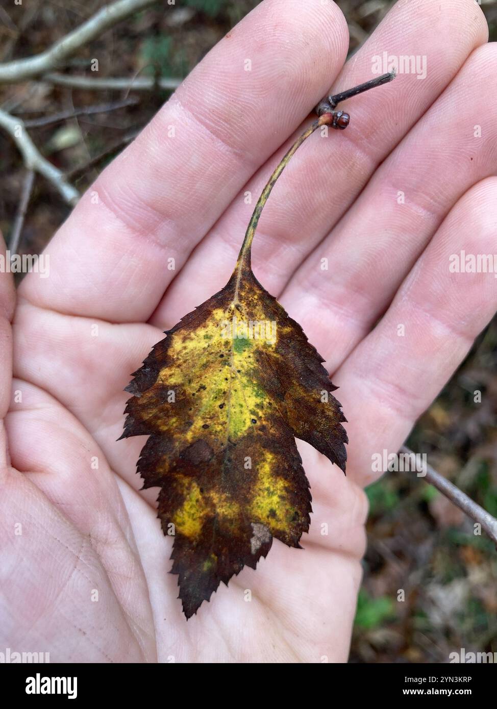 green hawthorn (Crataegus viridis Stock Photo - Alamy