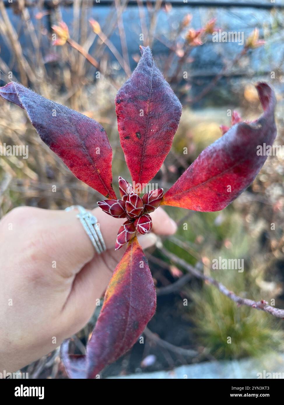 swamp azalea (Rhododendron viscosum Stock Photo - Alamy