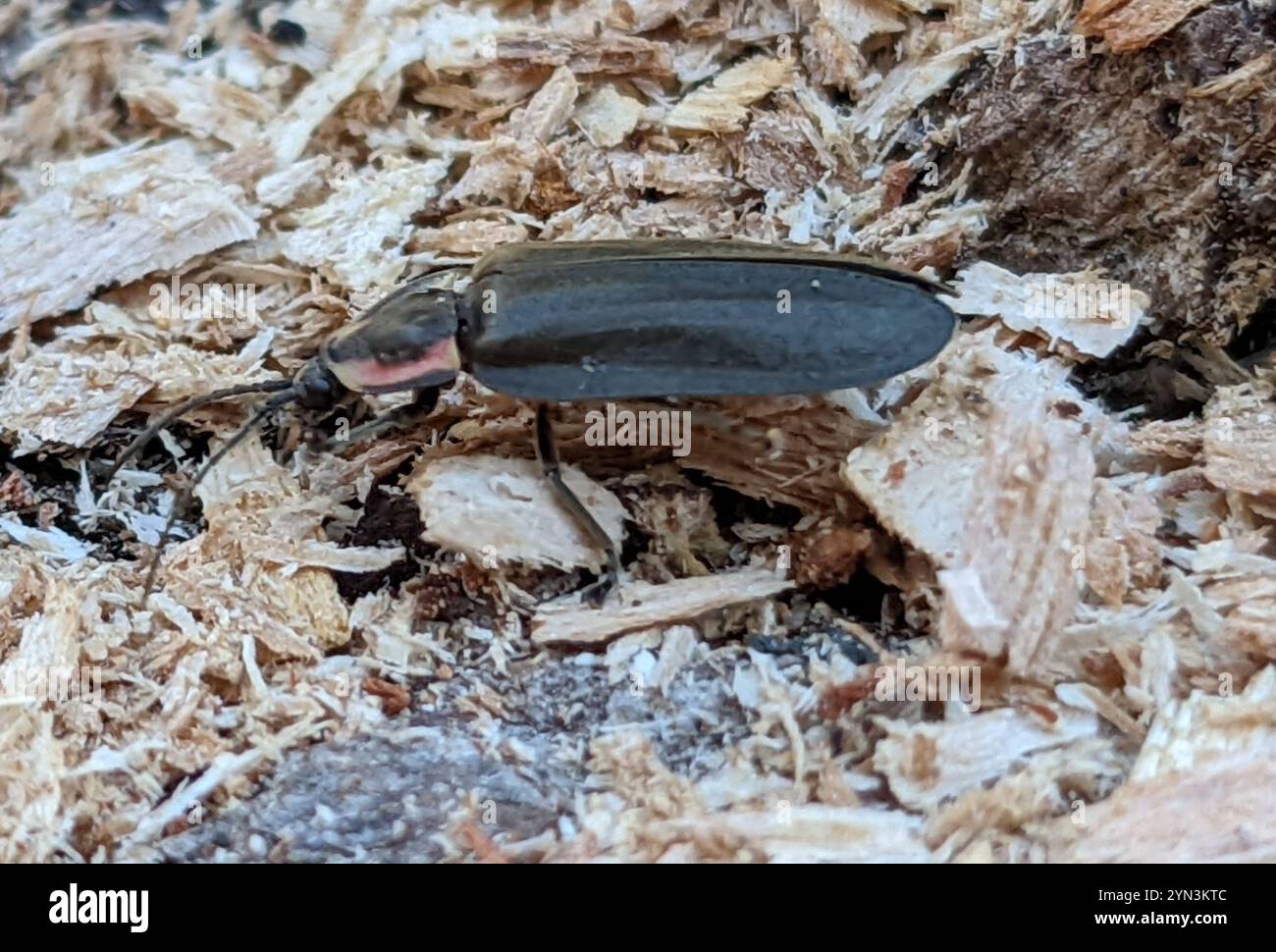 Winter Firefly (Ellychnia corrusca Stock Photo - Alamy