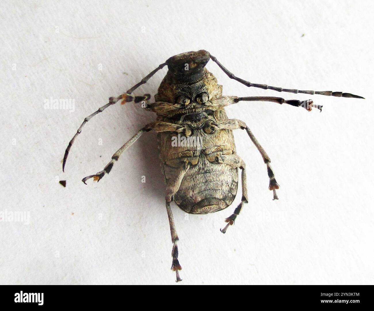 Fungus Weevils (Anthribidae Stock Photo - Alamy