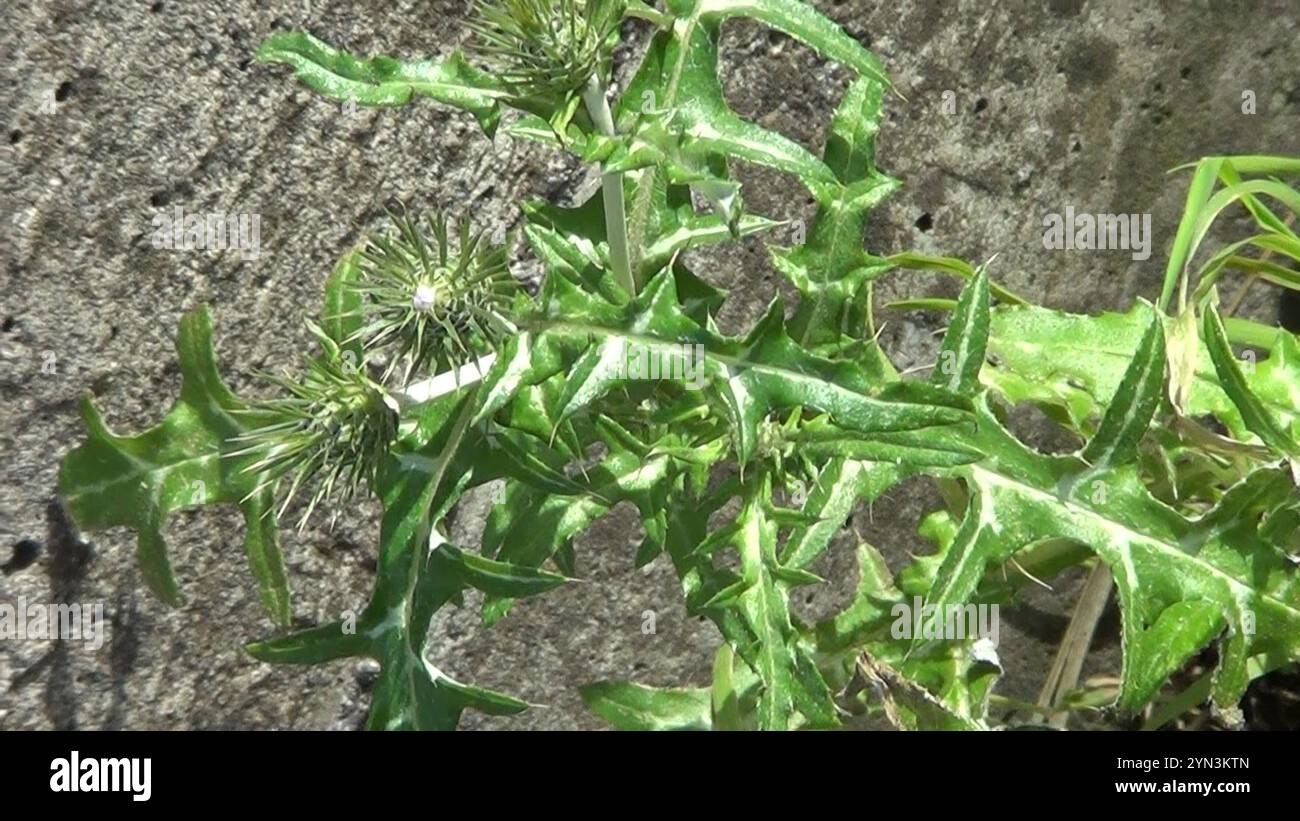 Boar Thistle (Galactites tomentosus Stock Photo - Alamy