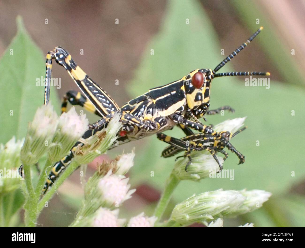 Variegated grasshopper (Zonocerus variegatus Stock Photo - Alamy