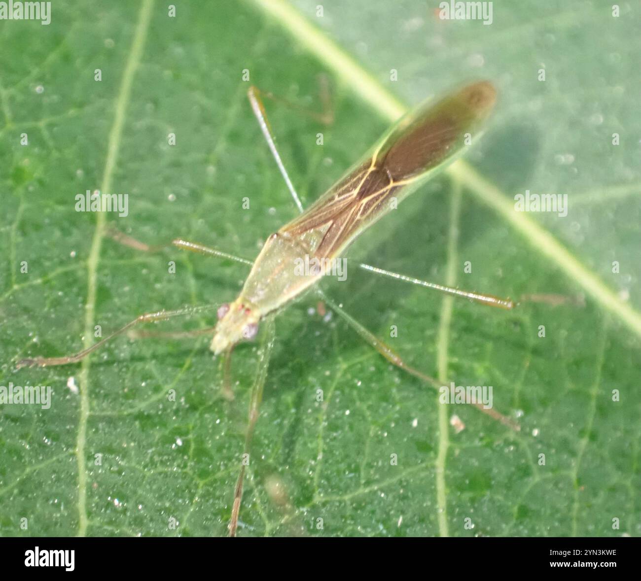 rice bugs (Stenocoris Stock Photo - Alamy