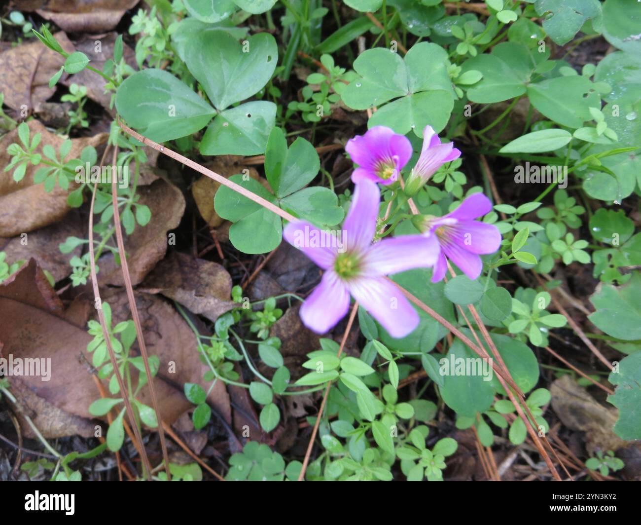 Largeflower pink-sorrel (Oxalis debilis Stock Photo - Alamy