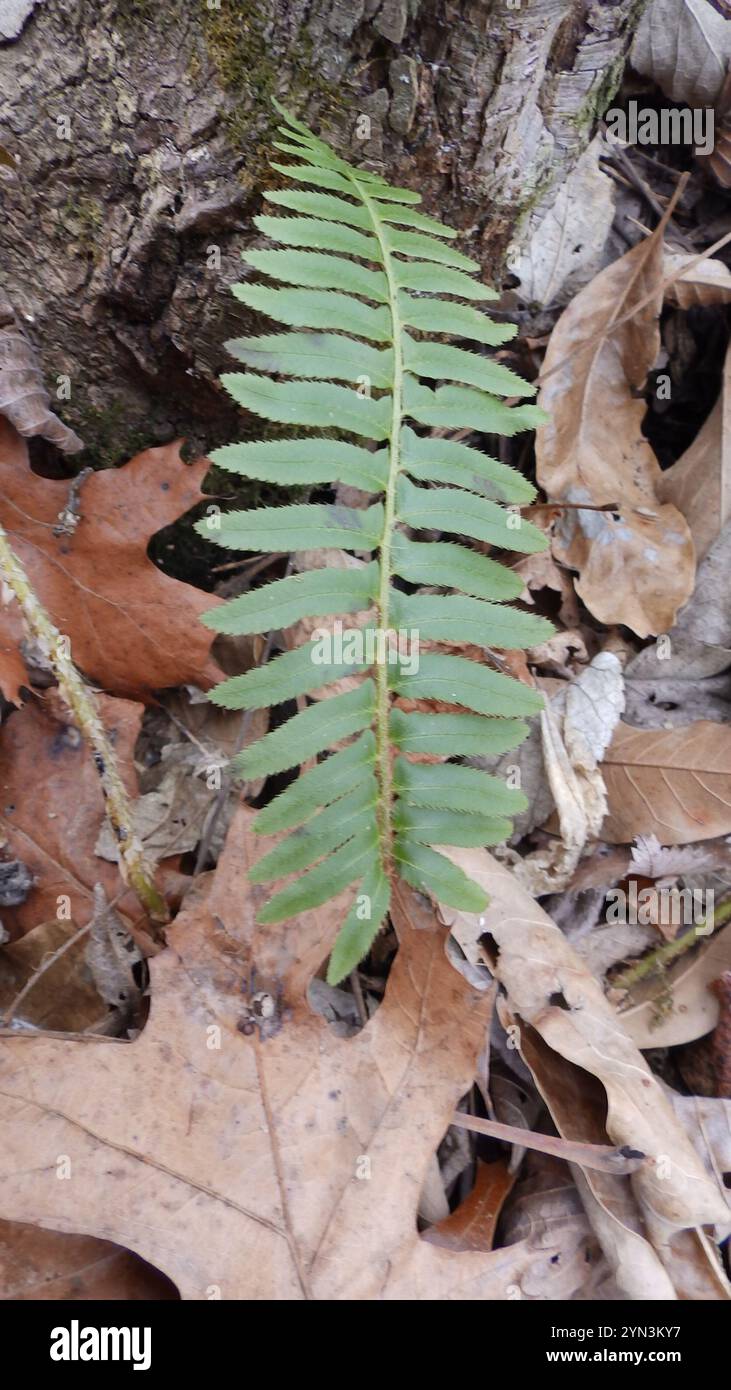 Christmas fern (Polystichum acrostichoides Stock Photo - Alamy