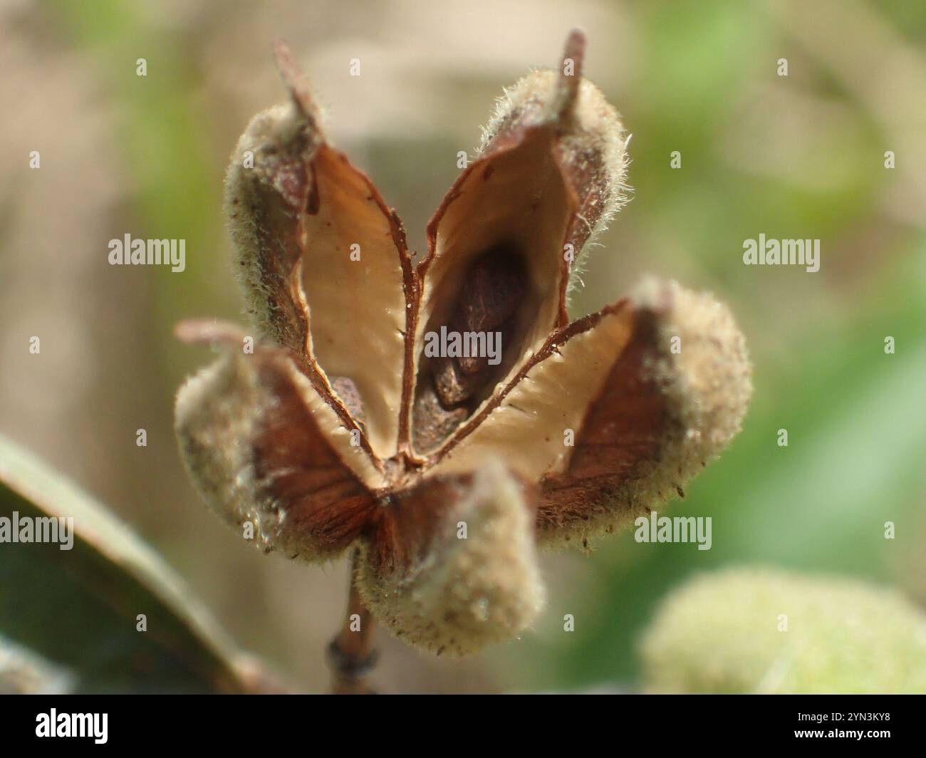 Narrow-leaved Screwtree (Helicteres angustifolia Stock Photo - Alamy