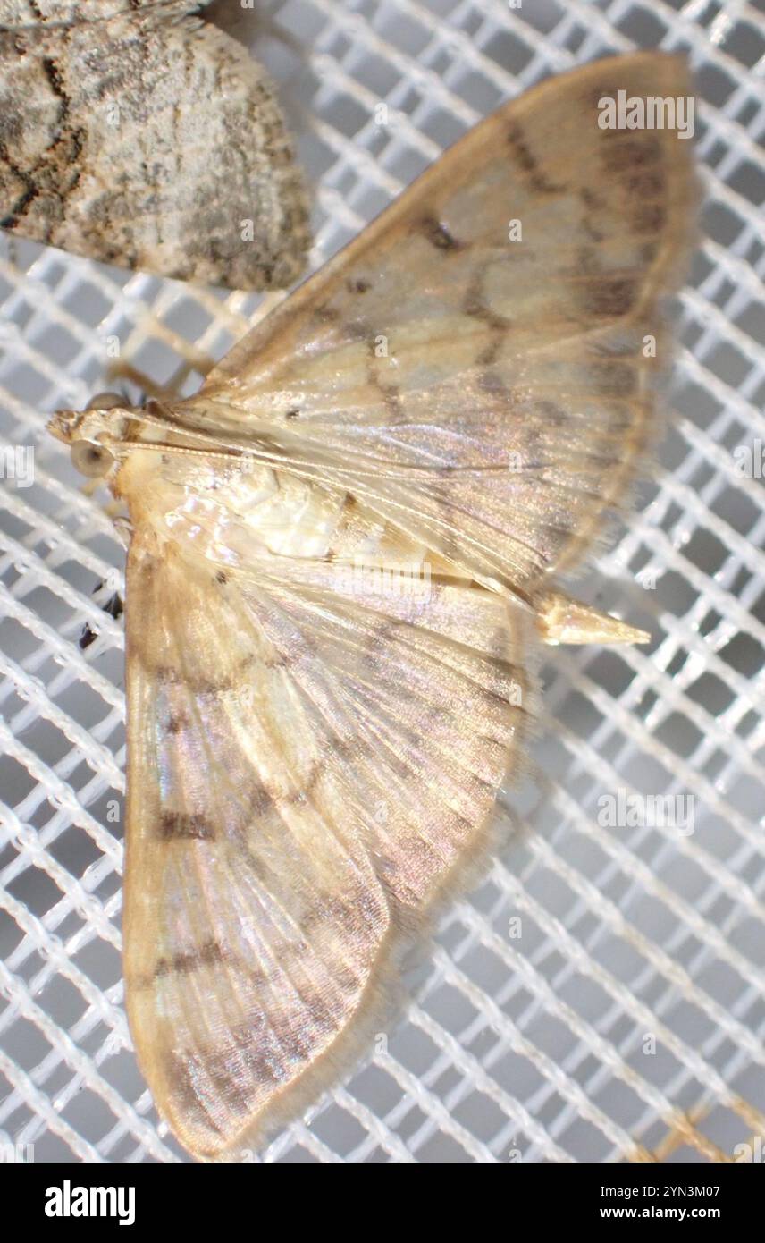 Pearl Moths (Spilomelinae Stock Photo - Alamy