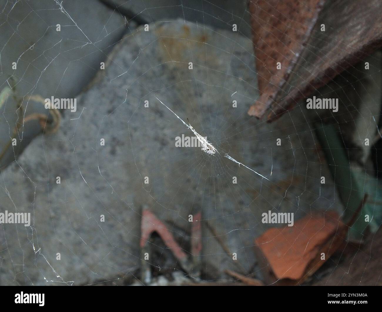 Walckenaer's Feather-legged Spider (Uloborus walckenaerius Stock Photo ...