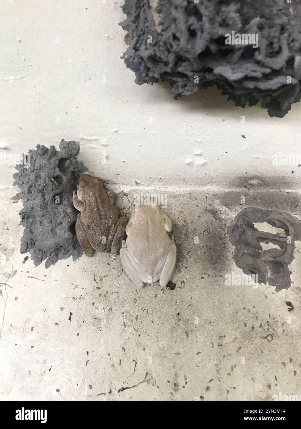 Northern Laughing Tree Frog (Litoria rothii Stock Photo - Alamy