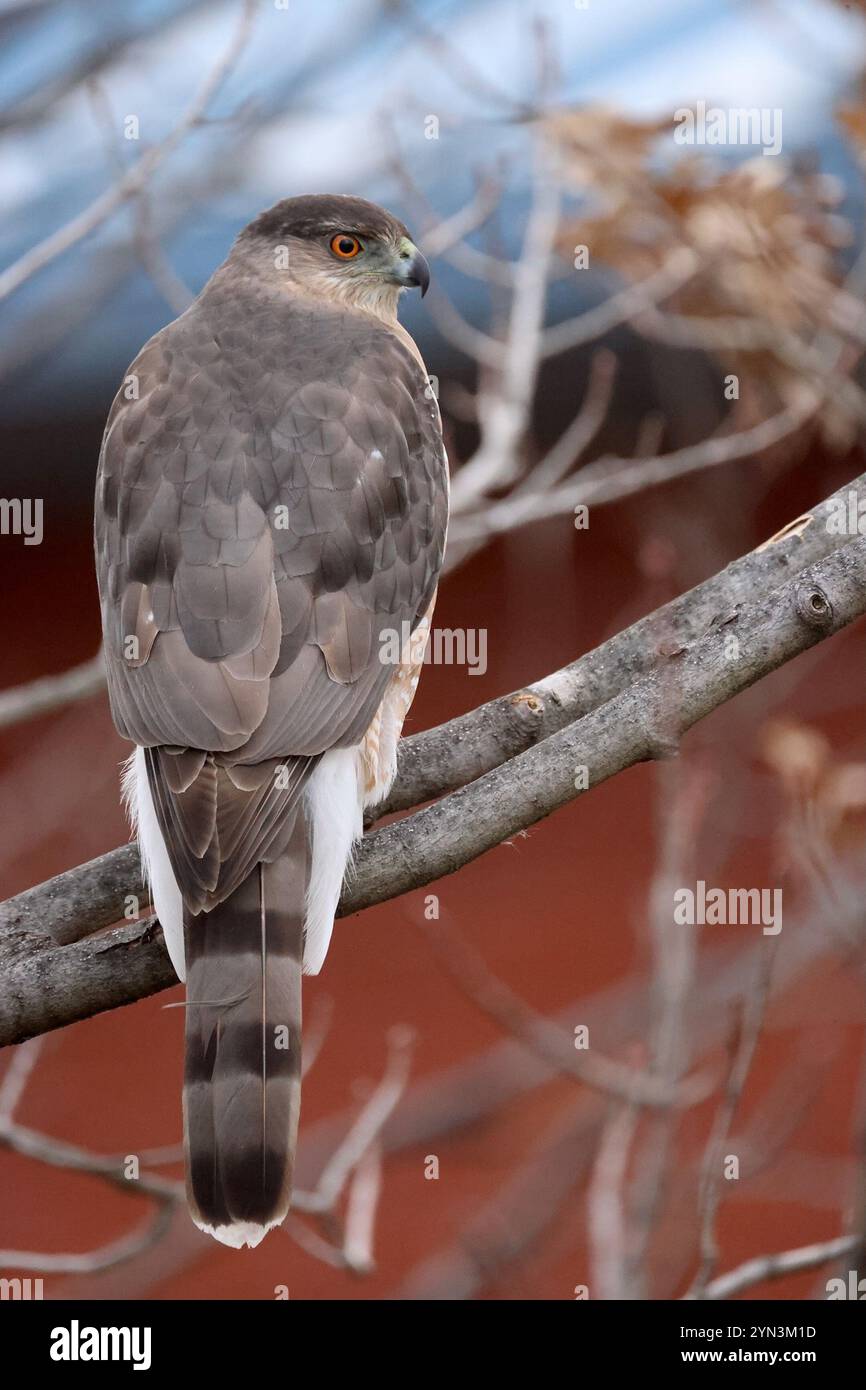 Cooper's Hawk (Astur cooperii Stock Photo - Alamy