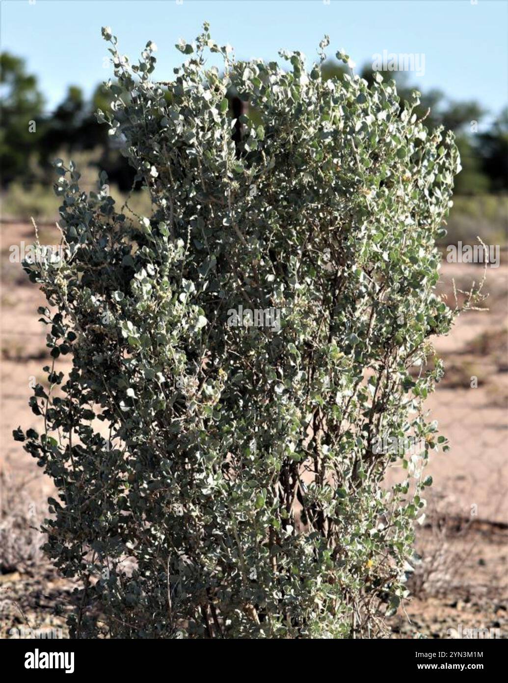 Old Man Saltbush (Atriplex nummularia Stock Photo - Alamy