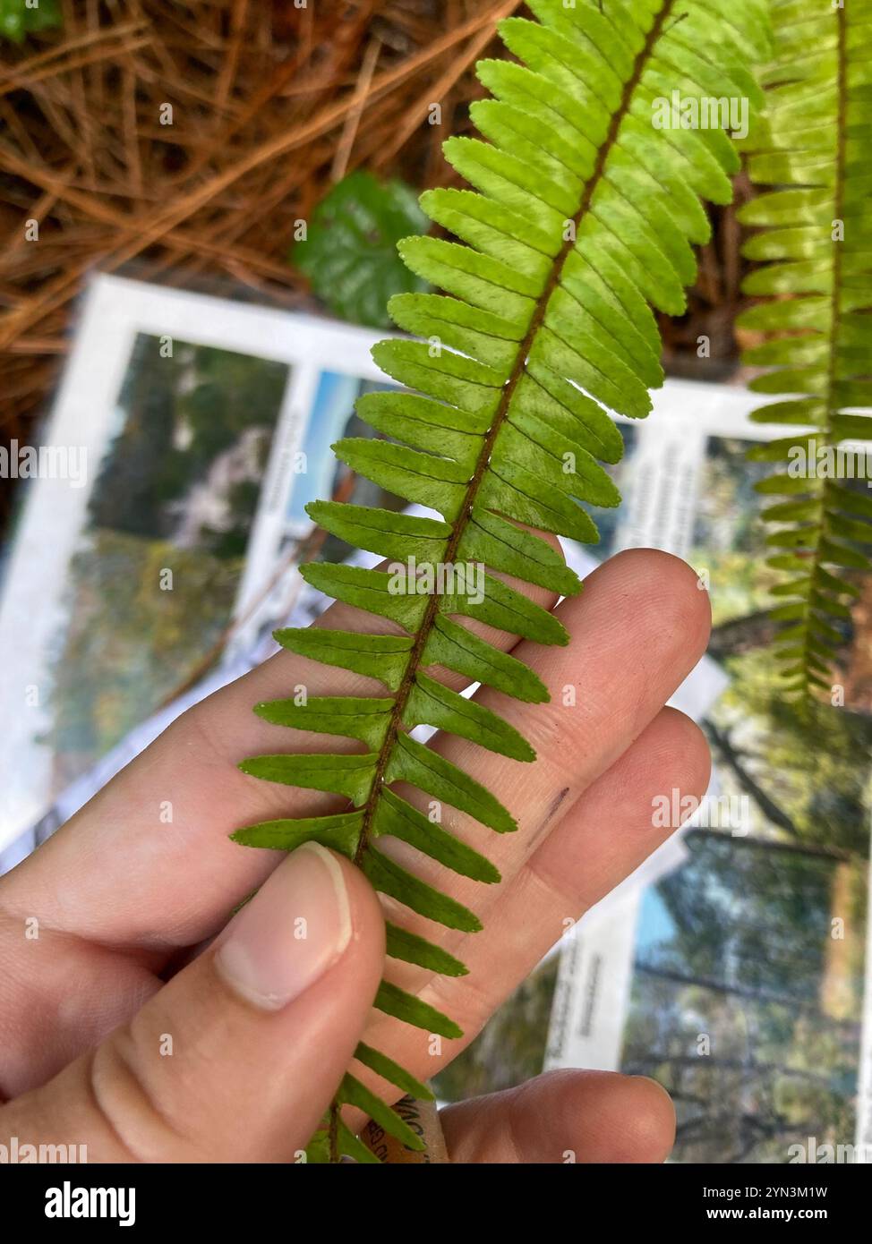 Fishbone Fern (Nephrolepis cordifolia Stock Photo - Alamy